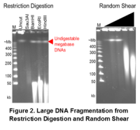 BAC & Fosmid Library Construction - Intact Genomics