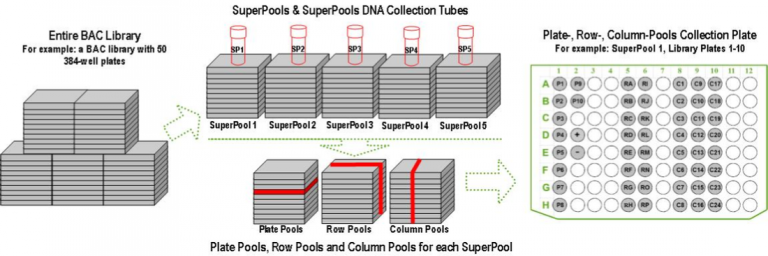 DNA Library Screening - Intact Genomics