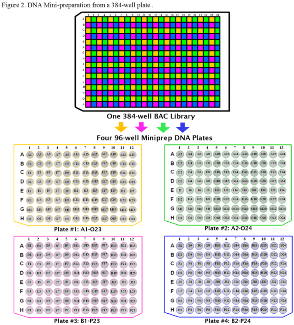 DNA Preparation - Intact Genomics