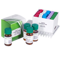 TG1 Phage Display Electrocompetent Cells - Intact Genomics