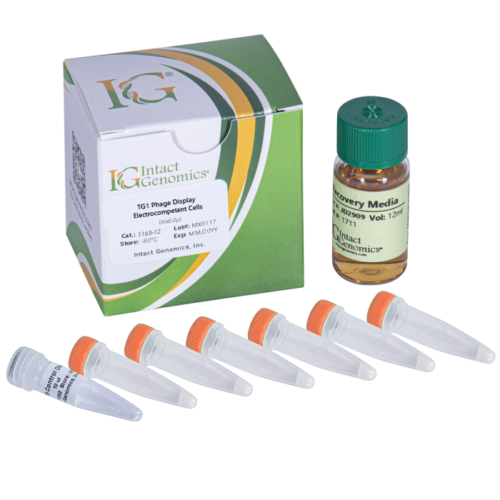 GV3101 (pSoup) ElectroCompetent Agrobacterium