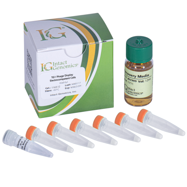 GV3101 ElectroCompetent Agrobacterium | ig™ | Intact Genomics