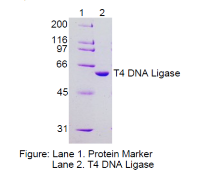 T4 DNA Ligase - Intact Genomics