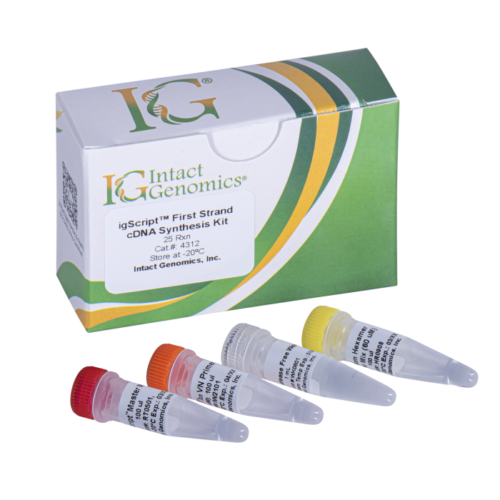 First Strand cDNA Synthesis Kit | igScript™ | Intact Genomics
