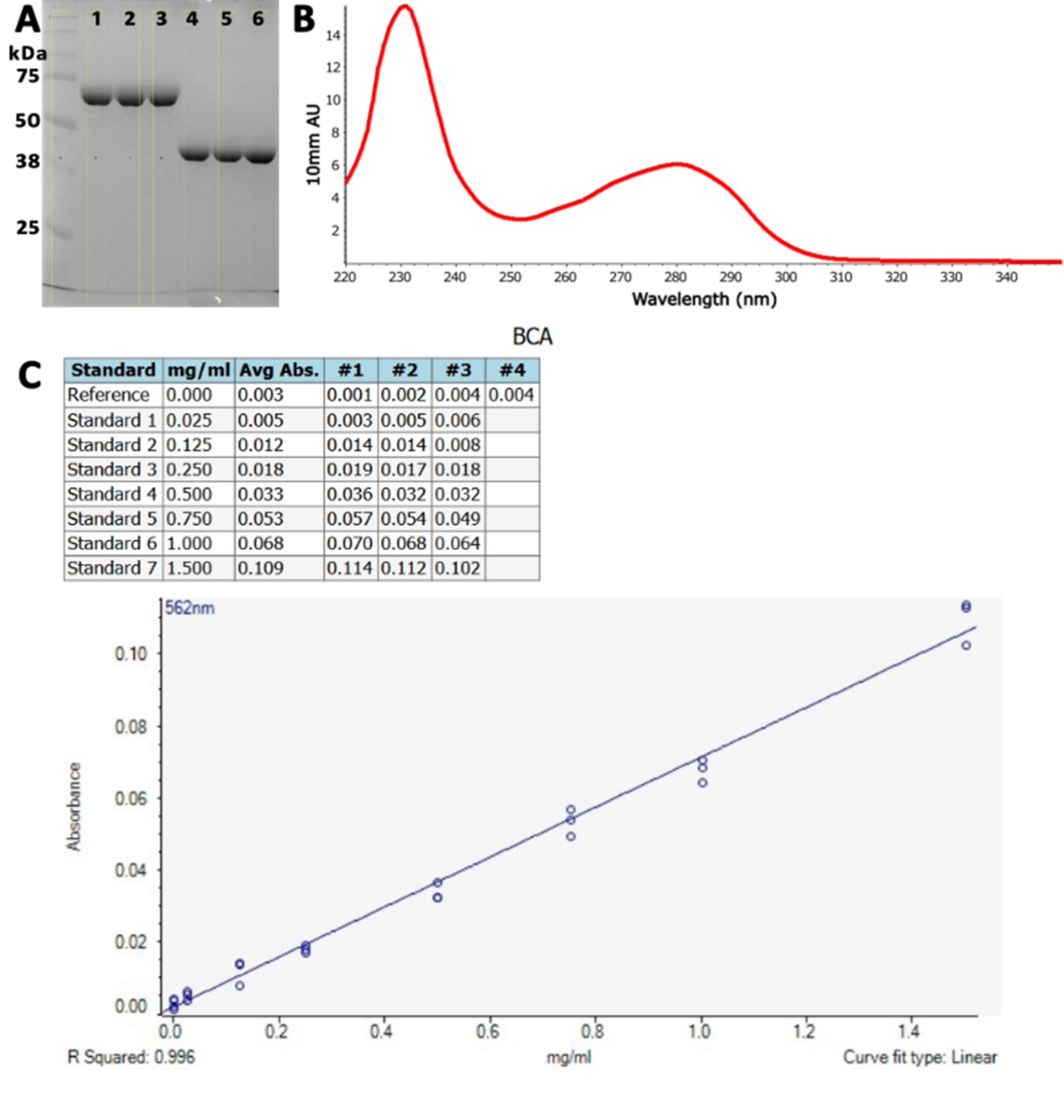 Glycerol Free T4 gp32 Protein | Intact Genomics