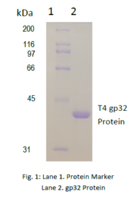 Glycerol Free T4 gp32 Protein | Intact Genomics