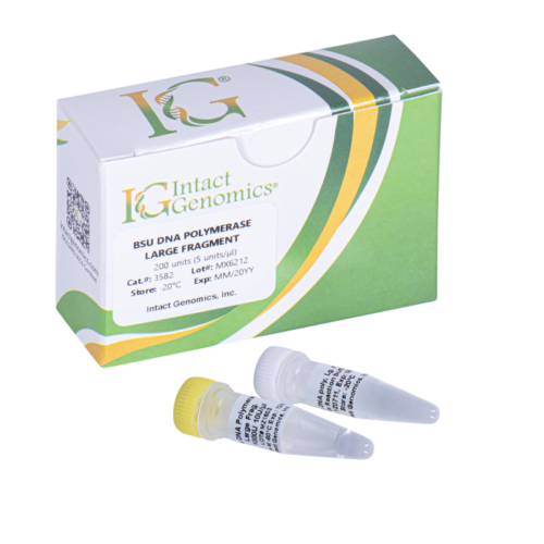 Bsu DNA Polymerase Large Fragment - Intact Genomics