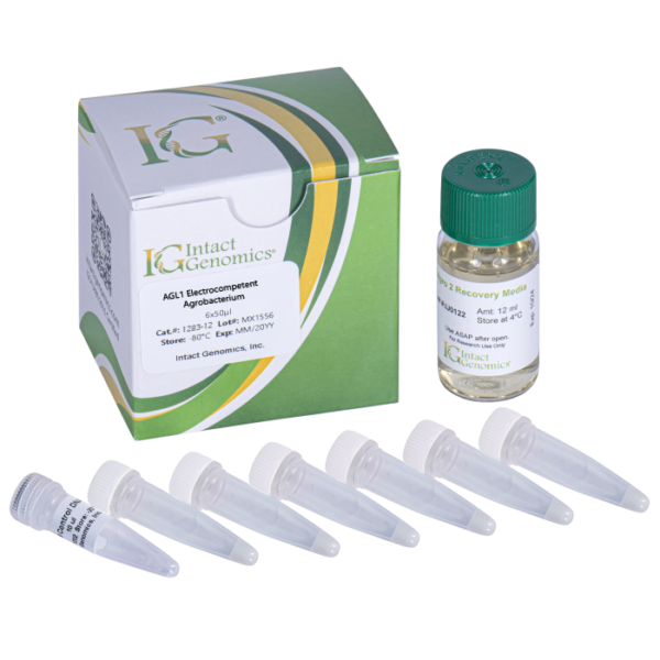 AGL1 ElectroCompetent Agrobacterium | ig™ | Intact Genomics