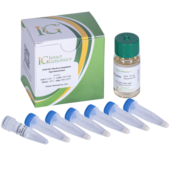 EHA105 ElectroCompetent Agrobacterium | ig™ | Intact Genomics