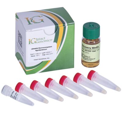 LBA4404 ElectroCompetent Agrobacterium | ig™ | Intact Genomics