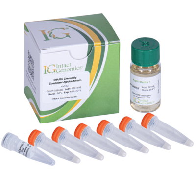 EHA105 Chemically Competent Agrobacterium