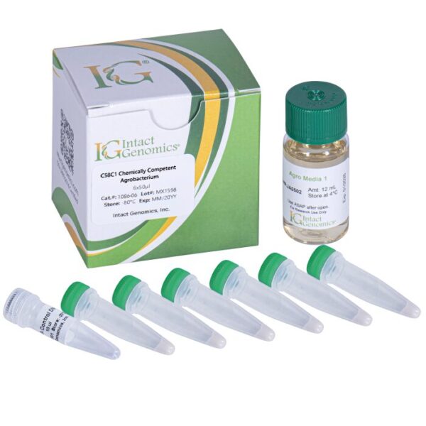 GV3101 ElectroCompetent Agrobacterium | ig™ | Intact Genomics