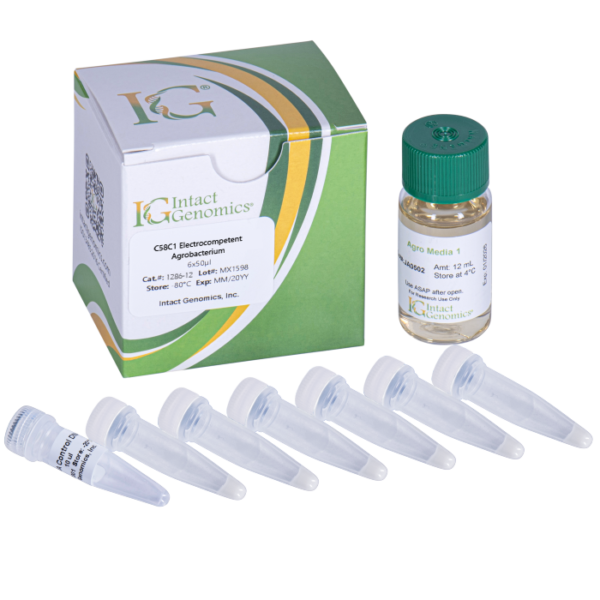 GV3101 ElectroCompetent Agrobacterium | ig™ | Intact Genomics