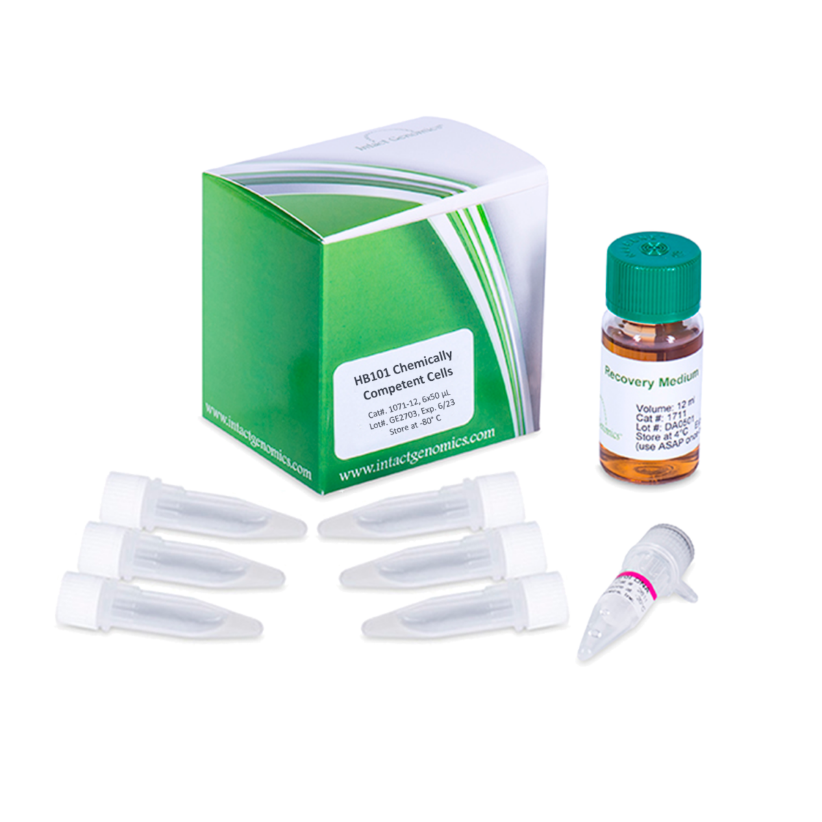 BL21 Chemically Competent Cells - Intact Genomics