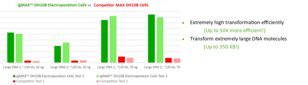 Electrocompetent E. Coli Cells - Intact Genomics