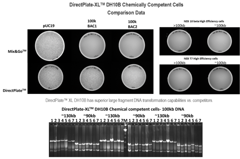 DirectPlate XL™ DH10B Chemically Competent Cells - Intact Genomics