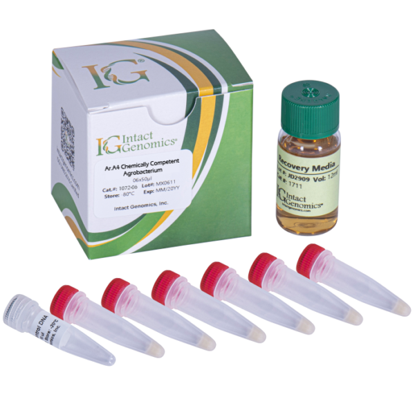 Ar.A4 Agrobacterium Chemically Competent Cells - Intact Genomics