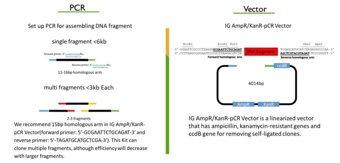 Cloning Kit | Quick10™ | Intact Genomics