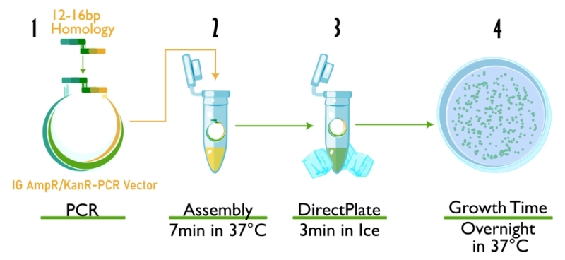 Cloning Kit | Quick10™ | Intact Genomics