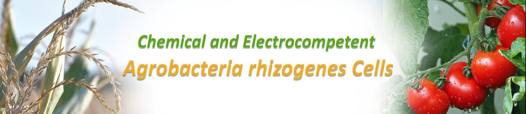 Agrobacterium rhizogenes Competent Cells - Intact Genomics
