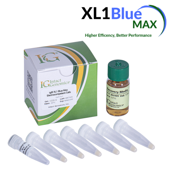XL1 Blue Max ElectroCompetent Cells | ig® | Intact Genomics