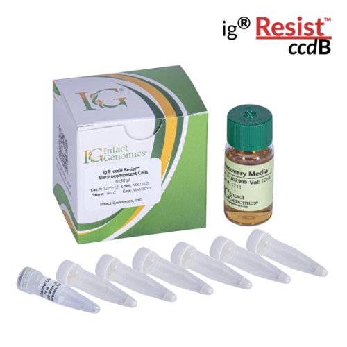 ccdb Resist™ ElectroCompetent Cells | ig® | Intact Genomics