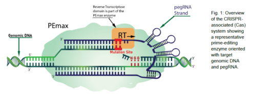 PEmax Enzyme - Intact Genomics