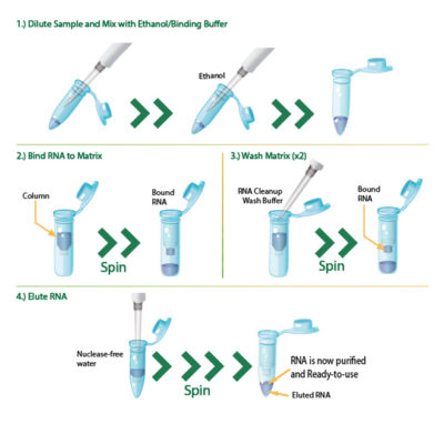 RNA Cleanup Kit - Intact Genomics