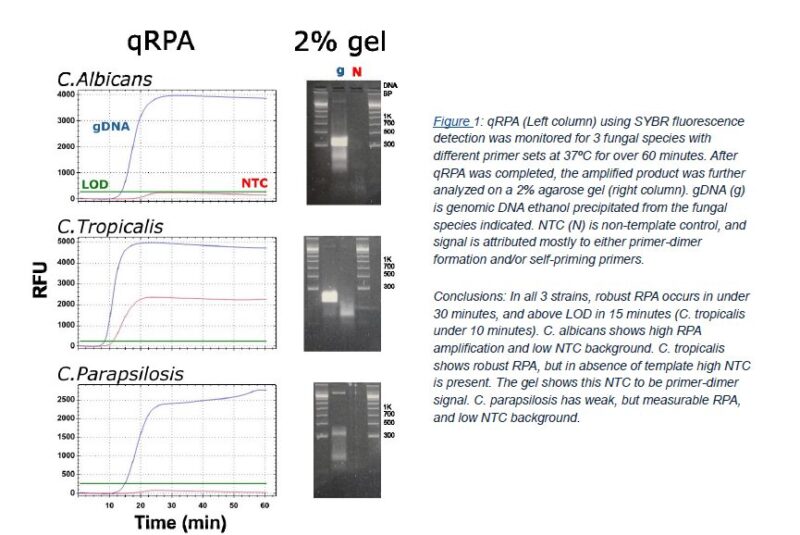Recombinase Polymerase Amplification- Intact Genomics