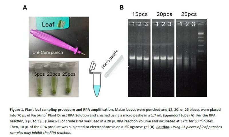 FastAmp® Plant Direct RPA kit