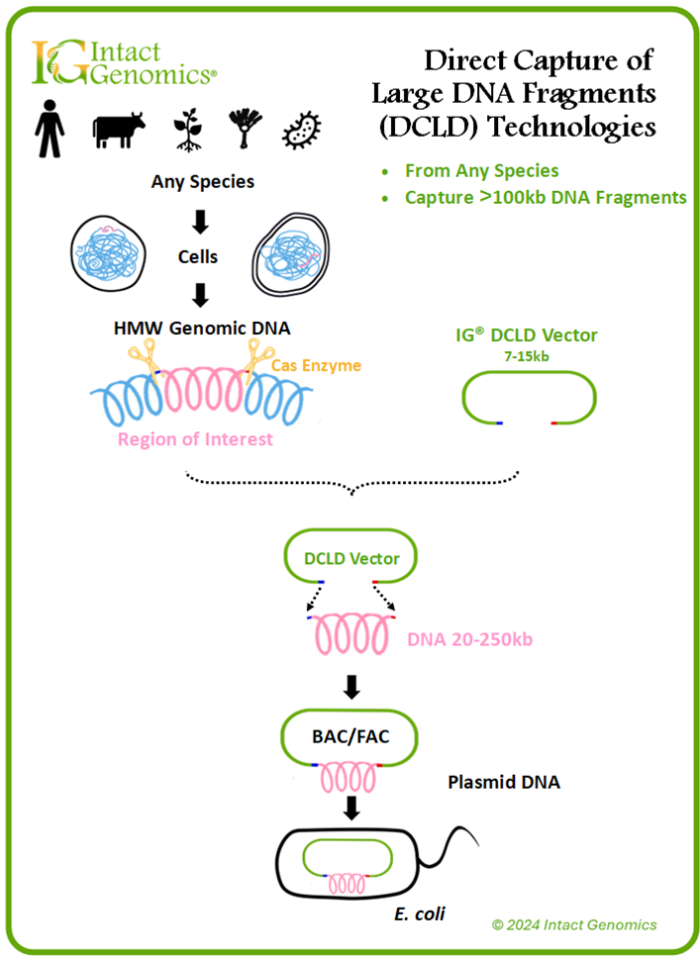 Direct Capture of Large DNA Fragments - Intact Genomics